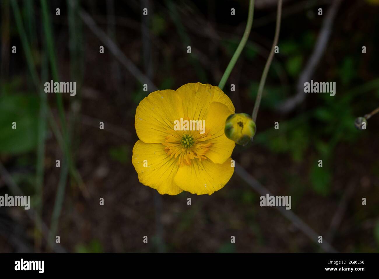 Ranunculus gramineus. grass-leaved buttercup Stock Photo - Alamy