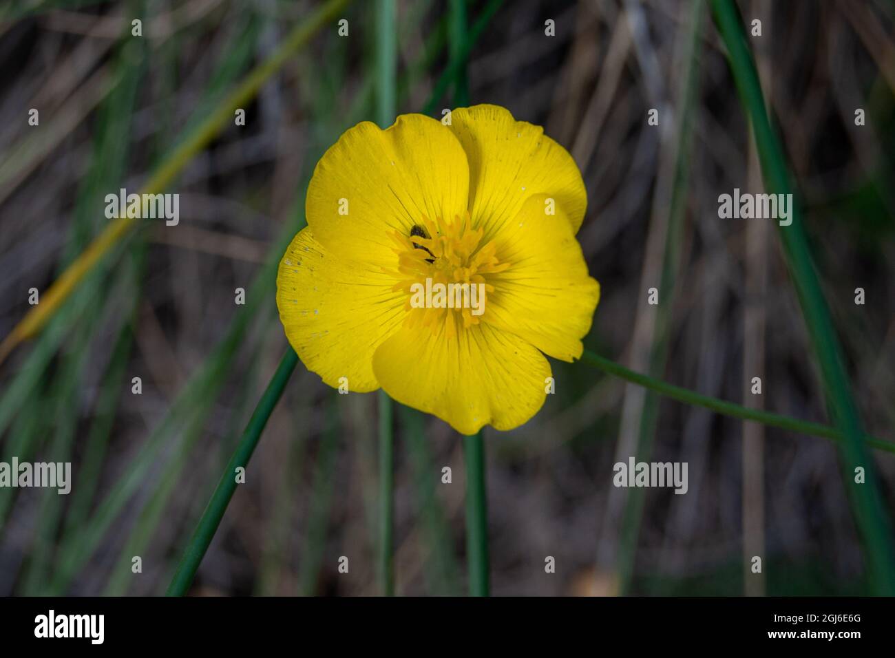 Grass leaved buttercup hi-res stock photography and images - Alamy