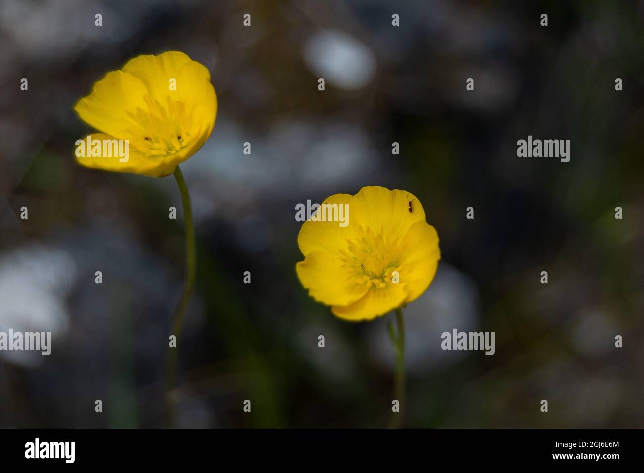 Ranunculus gramineus. grass-leaved buttercup Stock Photo - Alamy