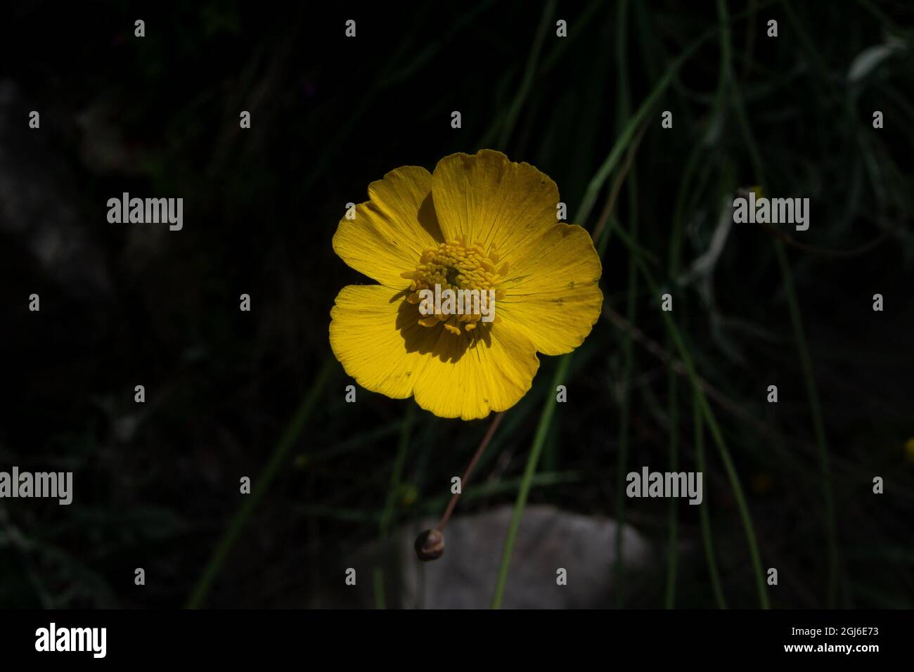 Ranunculus gramineus. grass-leaved buttercup Stock Photo - Alamy