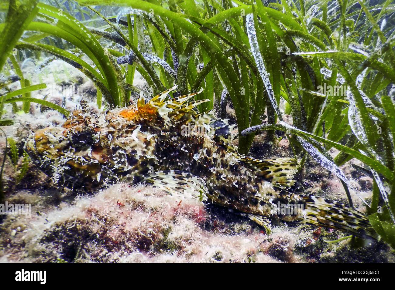 Small red scorpion fish hi-res stock photography and images - Alamy