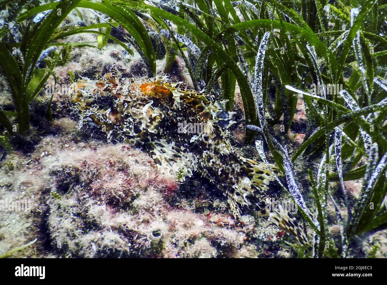 Small red scorpion fish hi-res stock photography and images - Alamy