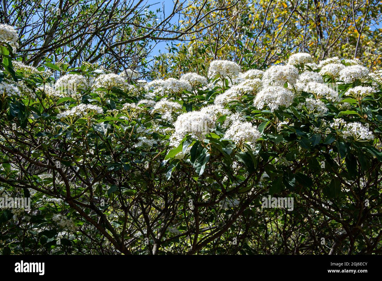 Viburnum tinus. Laurustinus Stock Photo - Alamy