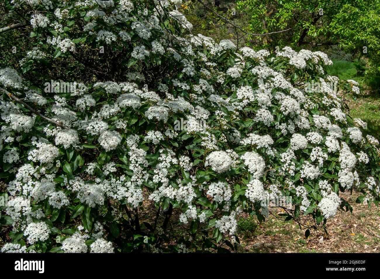 Viburnum tinus. Laurustinus Stock Photo - Alamy