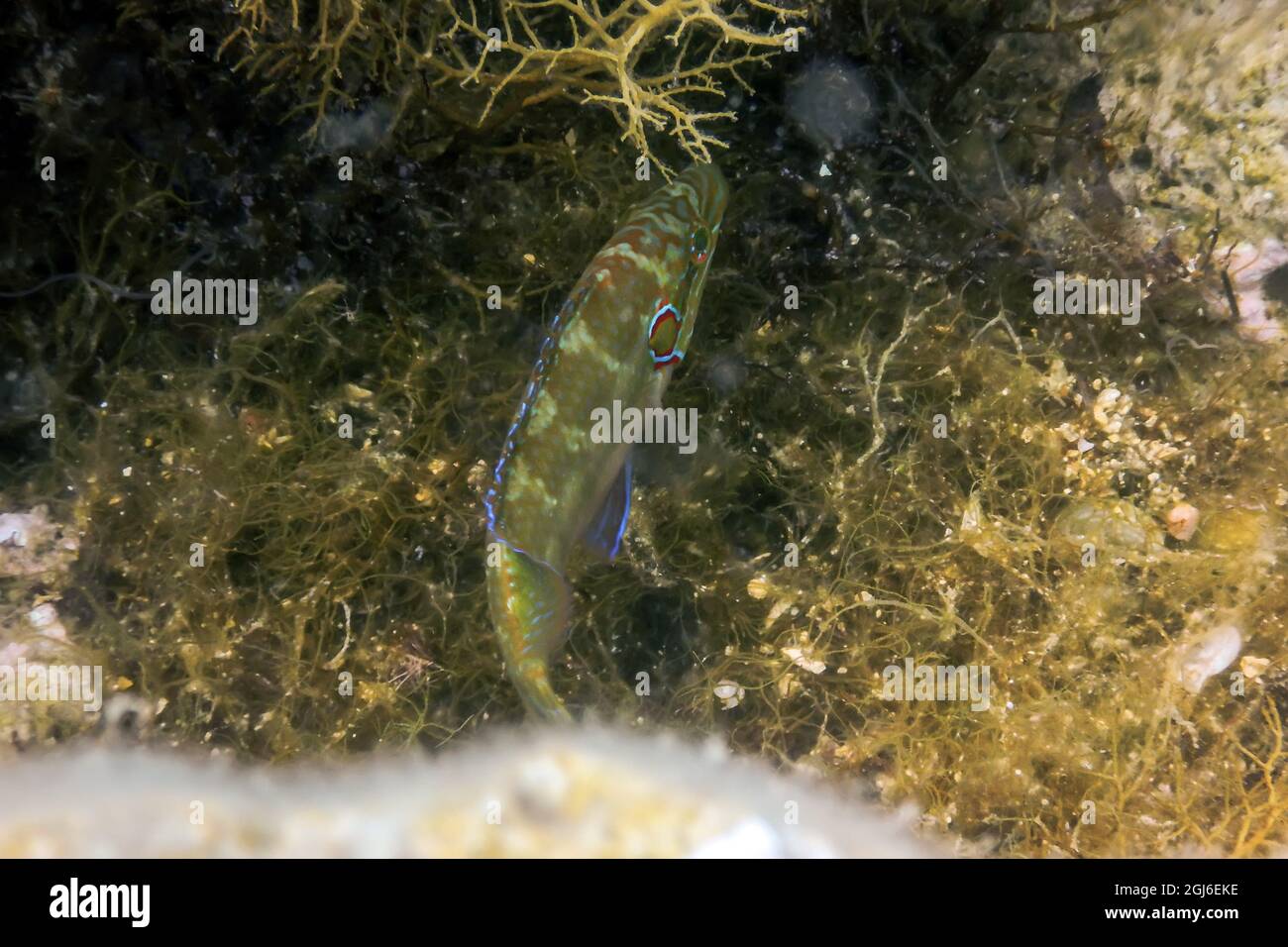 Ocellated Wrasse in Natural Habitat (Symphodus Ocellatus) Underwater ...