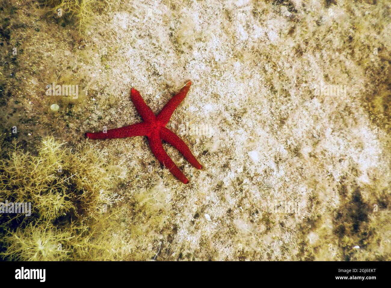 Red Starfish on the Sea Floor (Echinaster sepositus) Underwater Stock ...