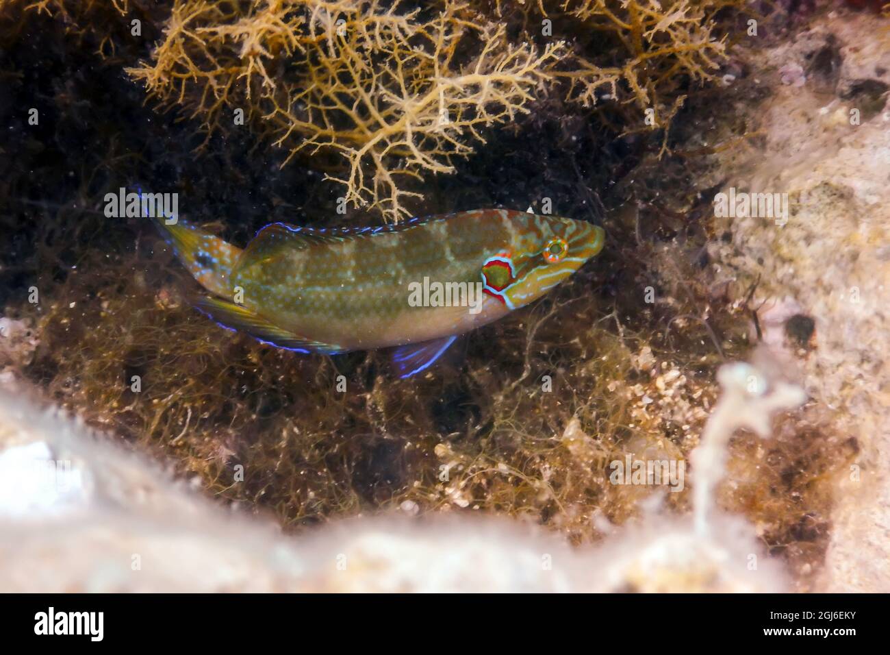 Ocellated Wrasse in Natural Habitat (Symphodus Ocellatus) Underwater ...