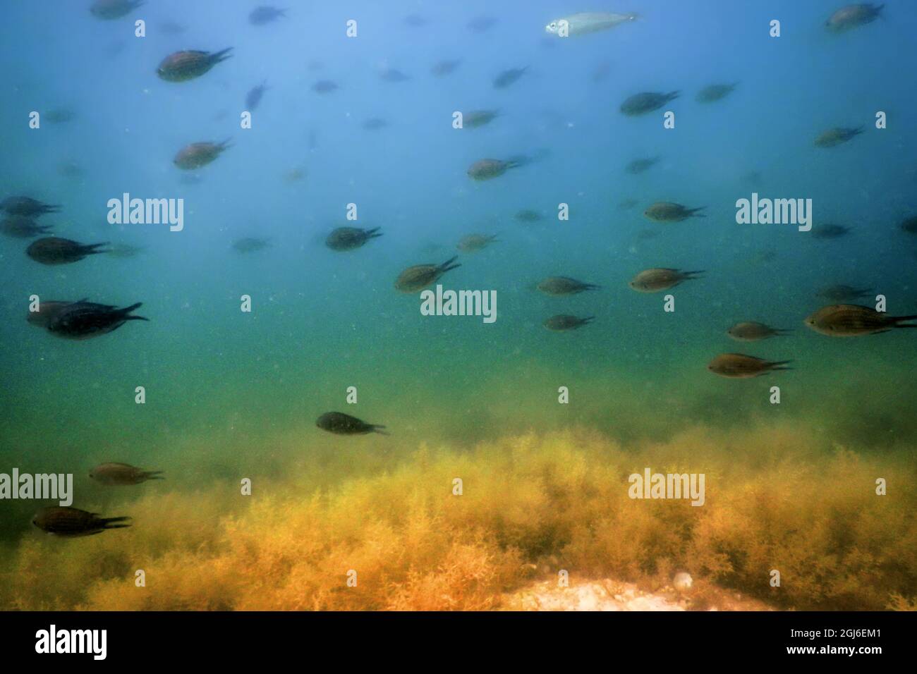 Underwater Scene Sunlight, fish Underwater Life Stock Photo - Alamy