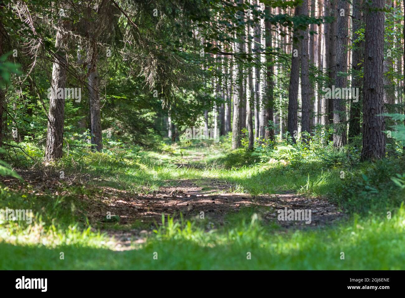 view of a path in dense forest with focus on the middle part of the ...