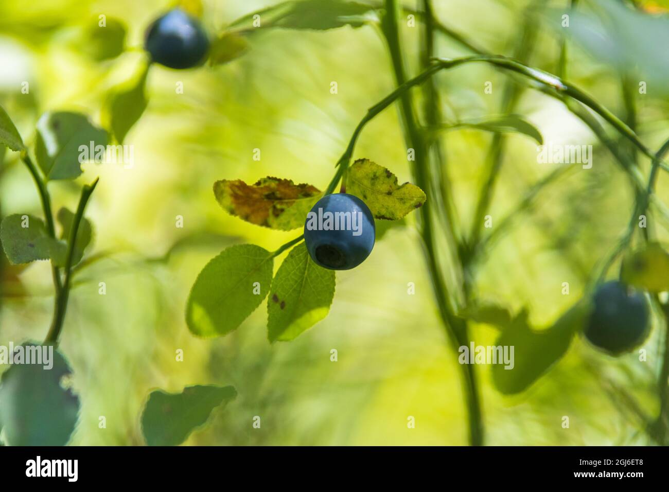 close-up view of blueberries and blueberry leaves with blurred ...