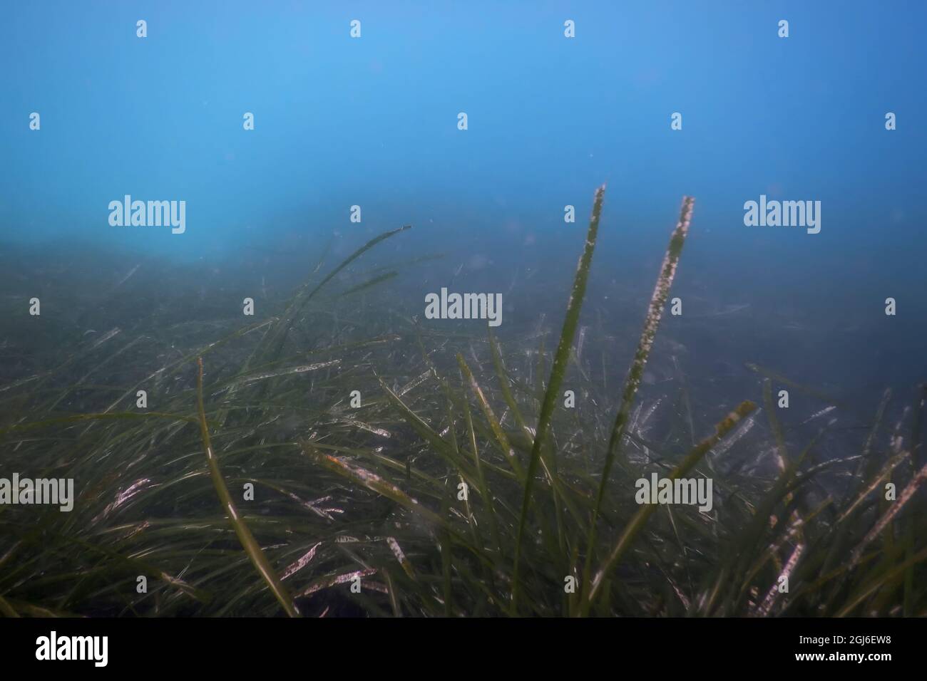 Sea Grass Ecosystem High Resolution Stock Photography and Images - Alamy