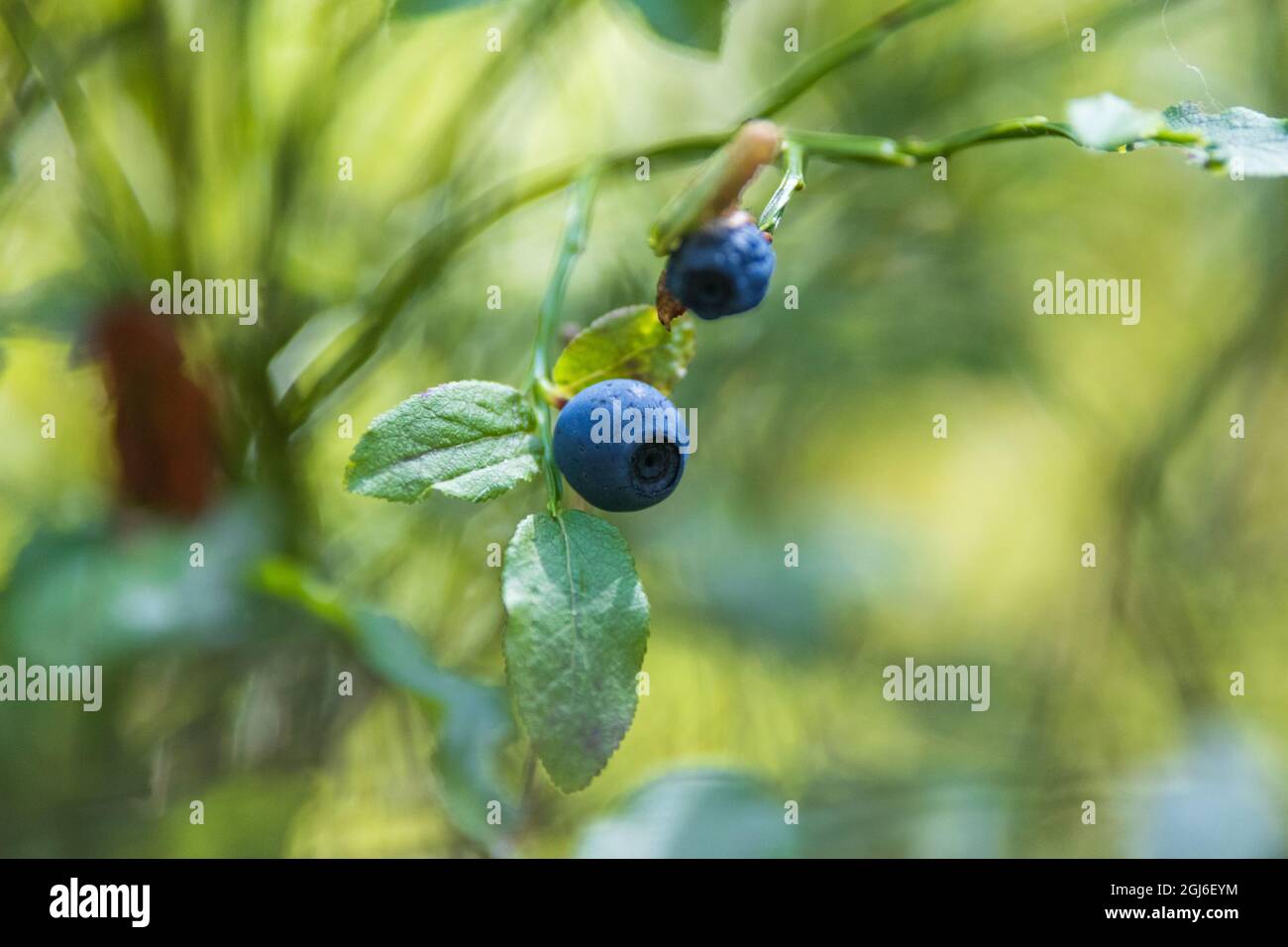 close-up view of blueberries and blueberry leaves with blurred ...