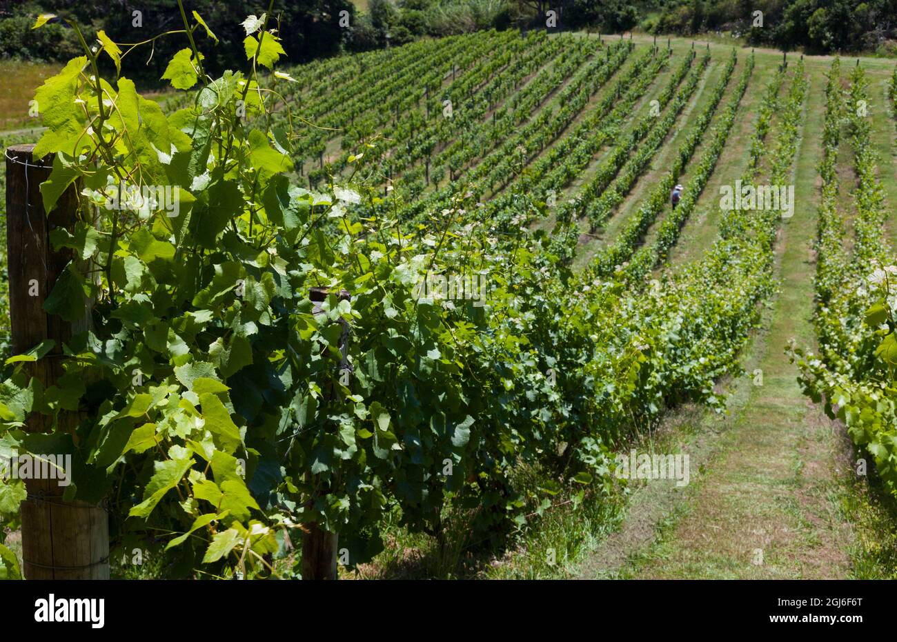 Winery and vineyards on Waiheke Island off Auckland, New Zealand Stock ...