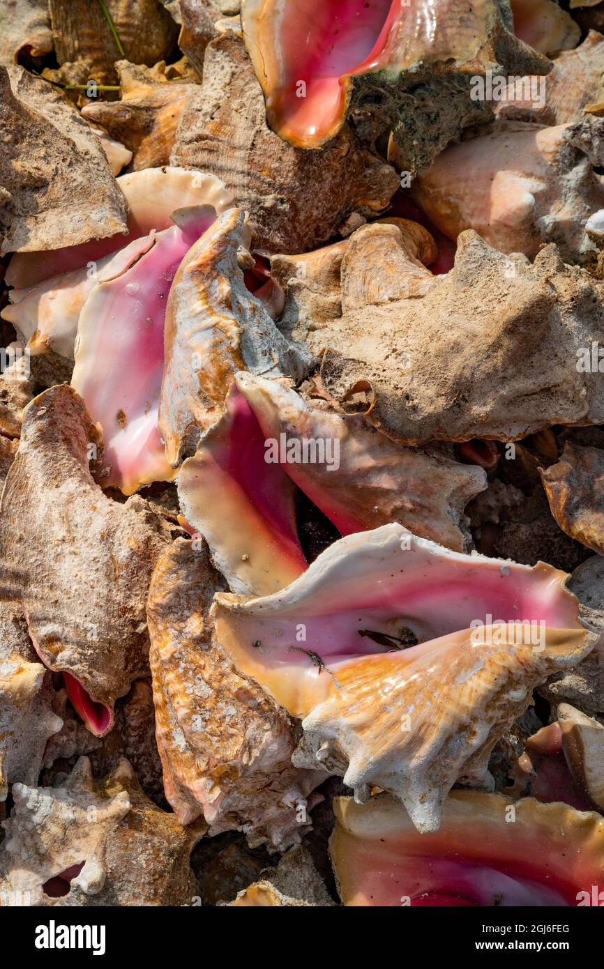 Large pile of conch shells in Grand Cay, Abacos, Bahamas Stock Photo ...