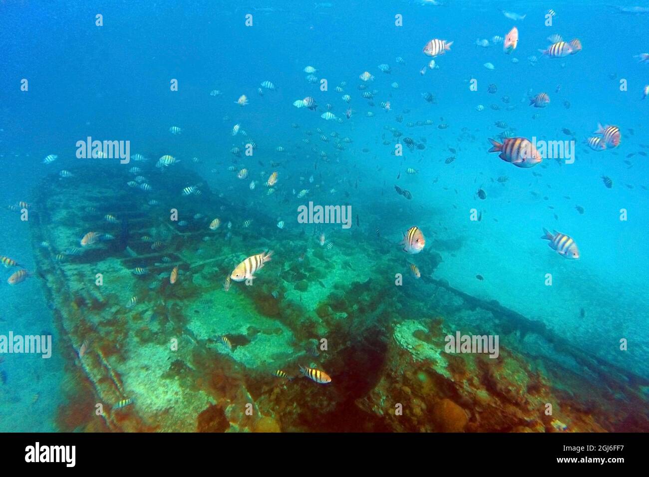 Caribbean, Barbados, Carlisle Bay. Shipwreck intentionally sunk in ...