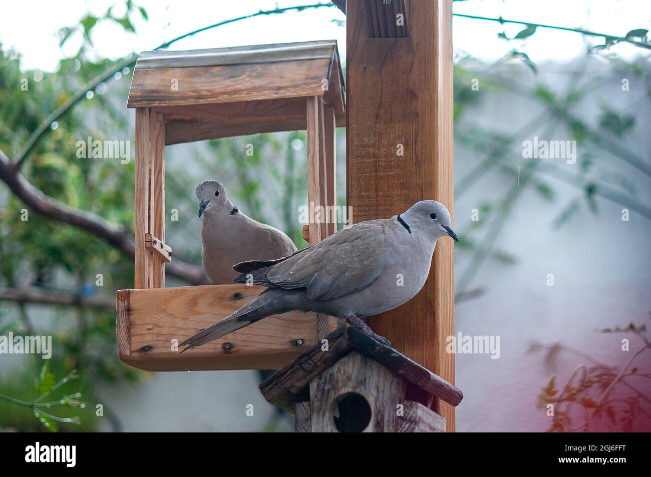 Streptopelia decaocto. Eurasian collared dove Stock Photo - Alamy