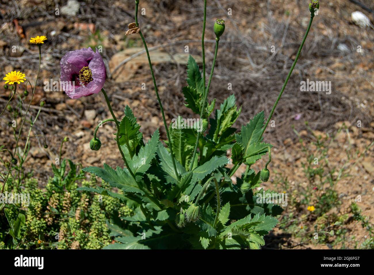 Subspecies of opium poppy hi-res stock photography and images - Alamy