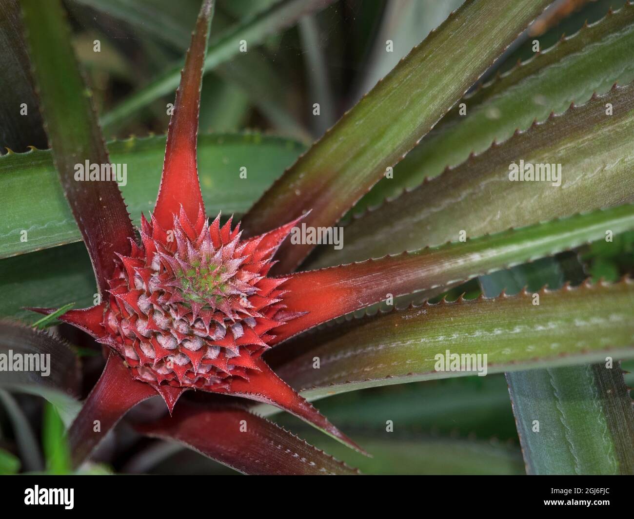 Cuba, Vinales, pineapple plant with red flower Stock Photo - Alamy