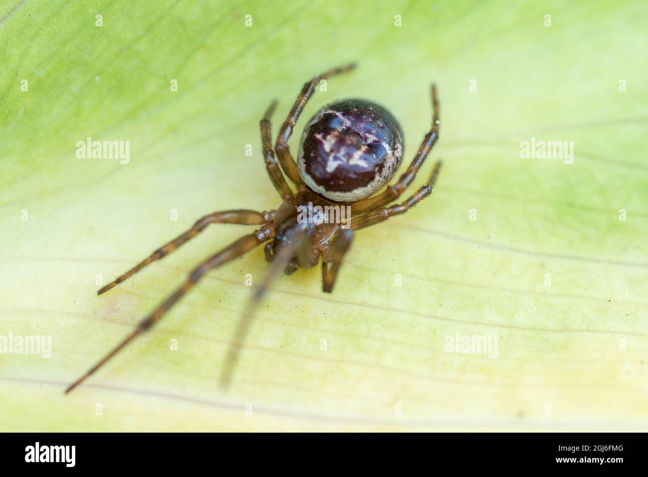 Viuda Negra En Viuda Negra Gigante | Godzilla Wiki | Fandom