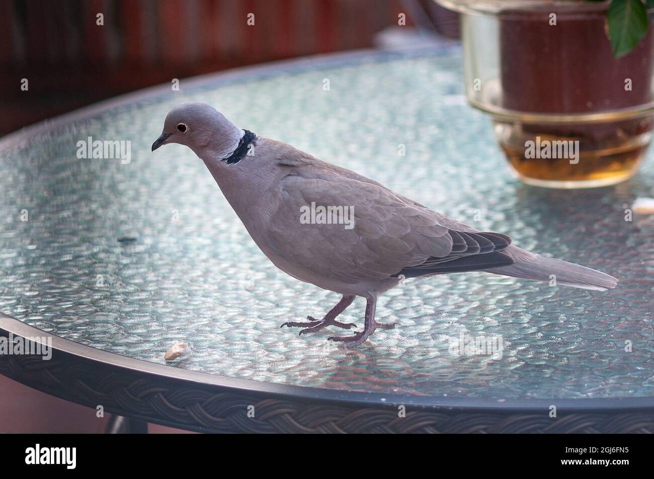 Streptopelia decaocto. Eurasian collared dove Stock Photo - Alamy