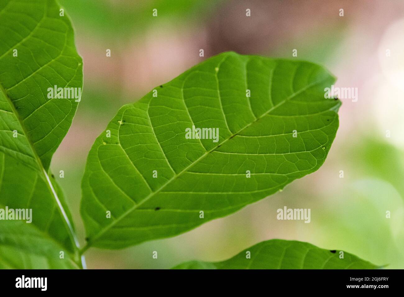 Walnut tree colours hi-res stock photography and images - Alamy