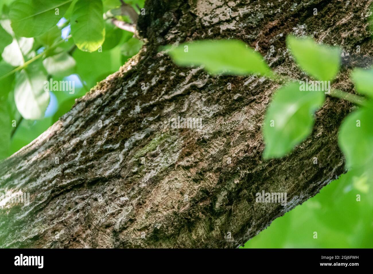 Walnut tree bark hi-res stock photography and images - Alamy