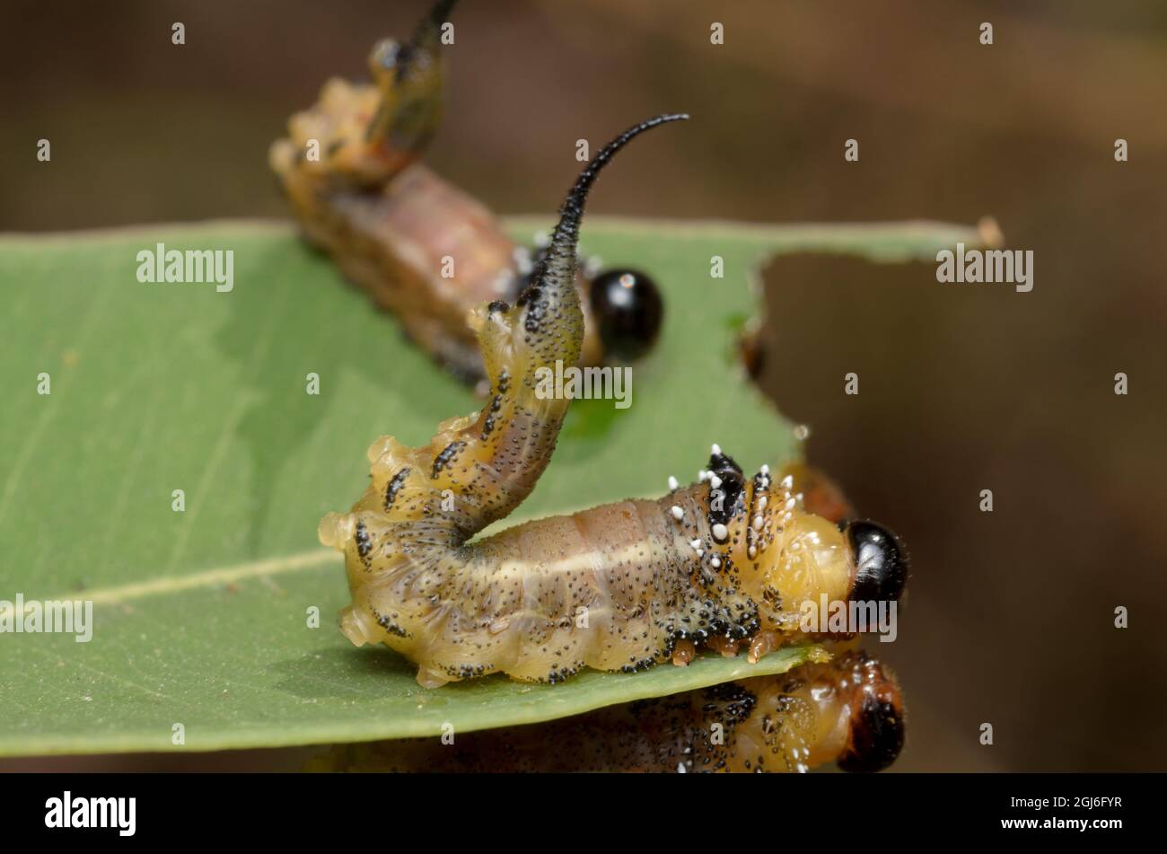 Spitfire sawflies hi-res stock photography and images - Alamy