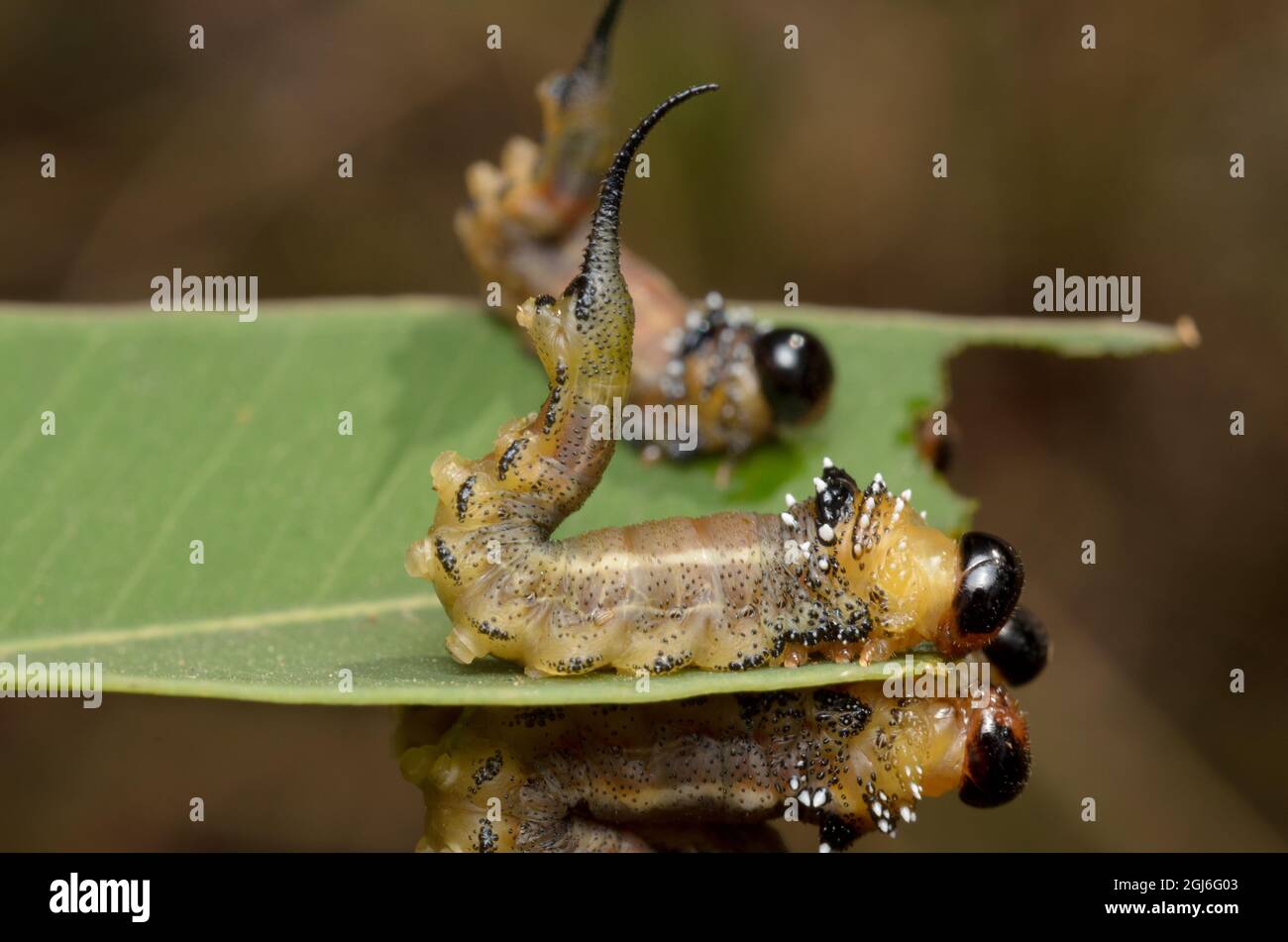 Spitfire sawflies hi-res stock photography and images - Alamy