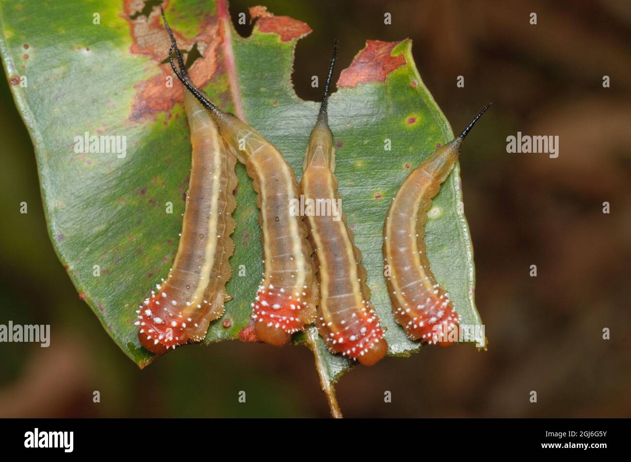 Sawfly larvae australia hi-res stock photography and images - Alamy