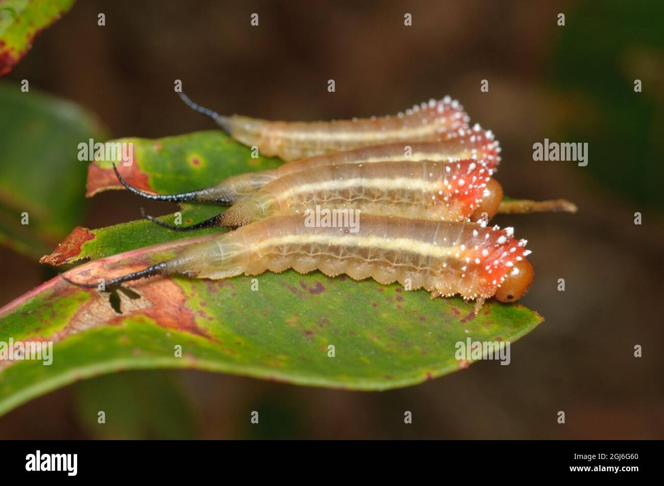 Red Long-tail Sawfly larvae, Lophyrotoma sp., at Glenbrook, New South ...