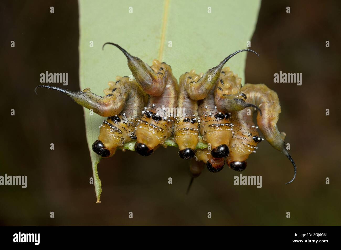 Sawfly larvae (Pergidae) at Glenbrook, New South Wales, Australia Stock ...