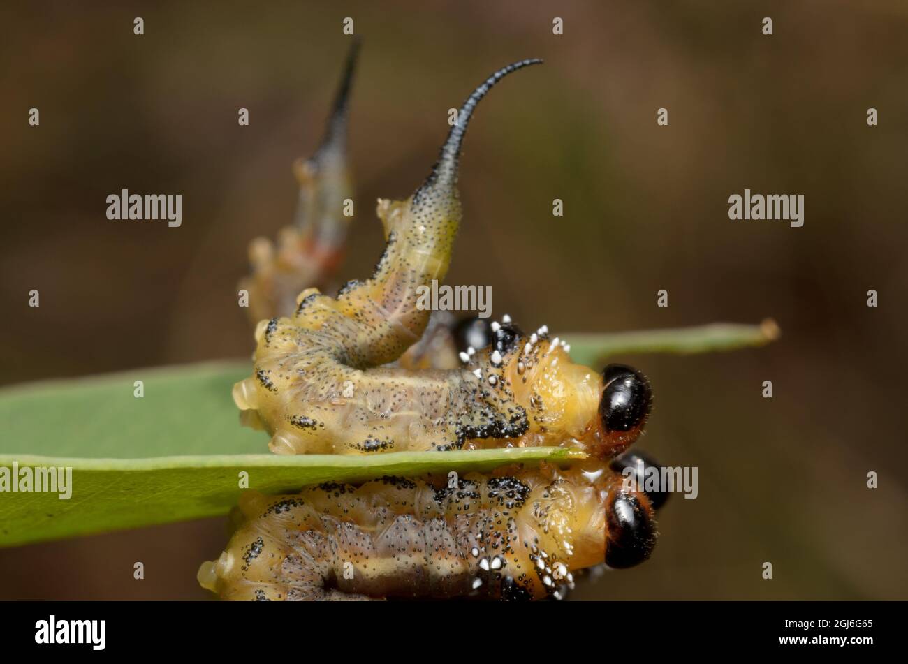 Sawfly larvae (Pergidae) at Glenbrook, New South Wales, Australia Stock ...