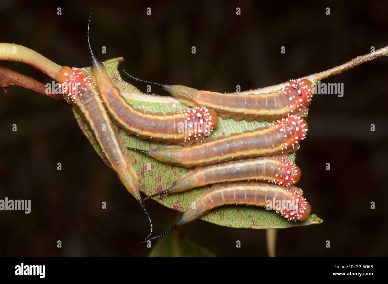 Red Long-tail Sawfly larvae, Lophyrotoma sp., at Glenbrook, New South ...