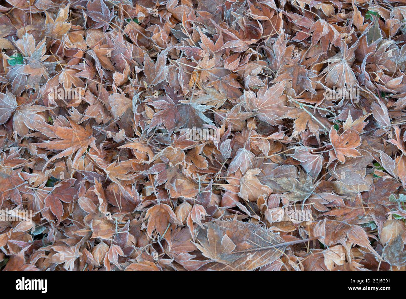First frost on Fall leaves Stock Photo - Alamy