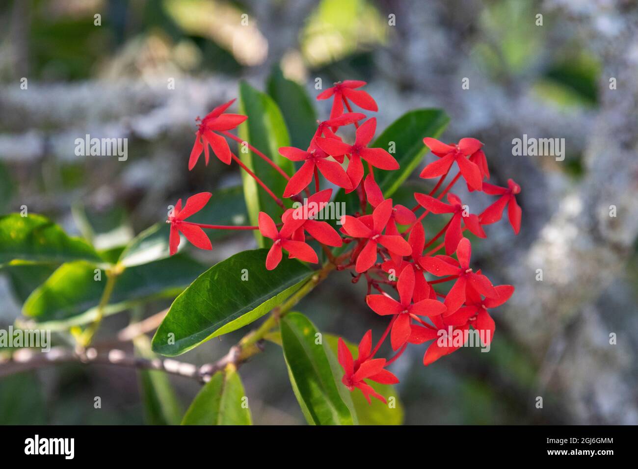 One of many species of flowering plants in the Cuban Jardin Botanico in ...