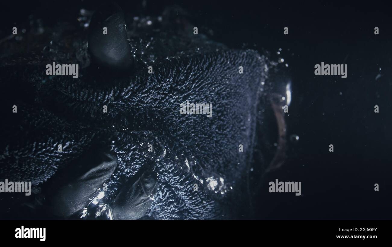 A professional dry microfiber rag for washing a car is dipped in water ...