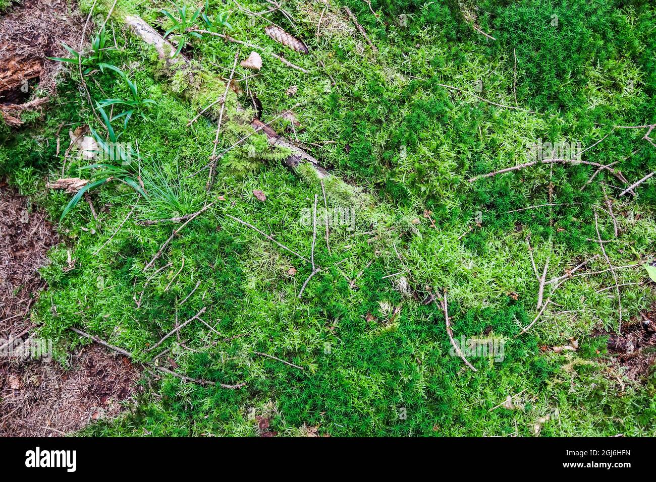 Forest Floor Texture Moss High Resolution Stock Photography and Images ...