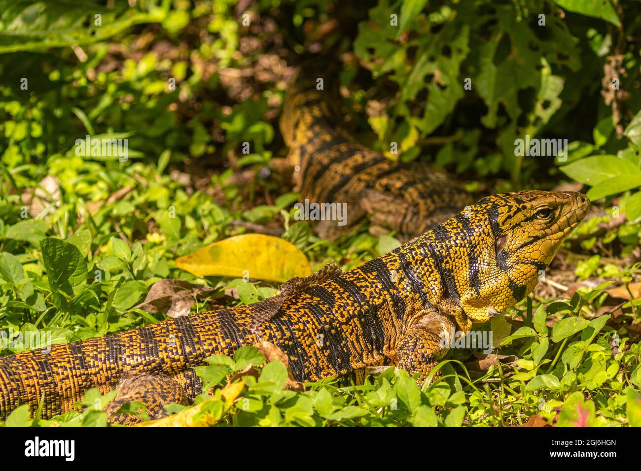 Caribbean, Trinidad, Asa Wright Nature Center. Tegu lizards close-up ...