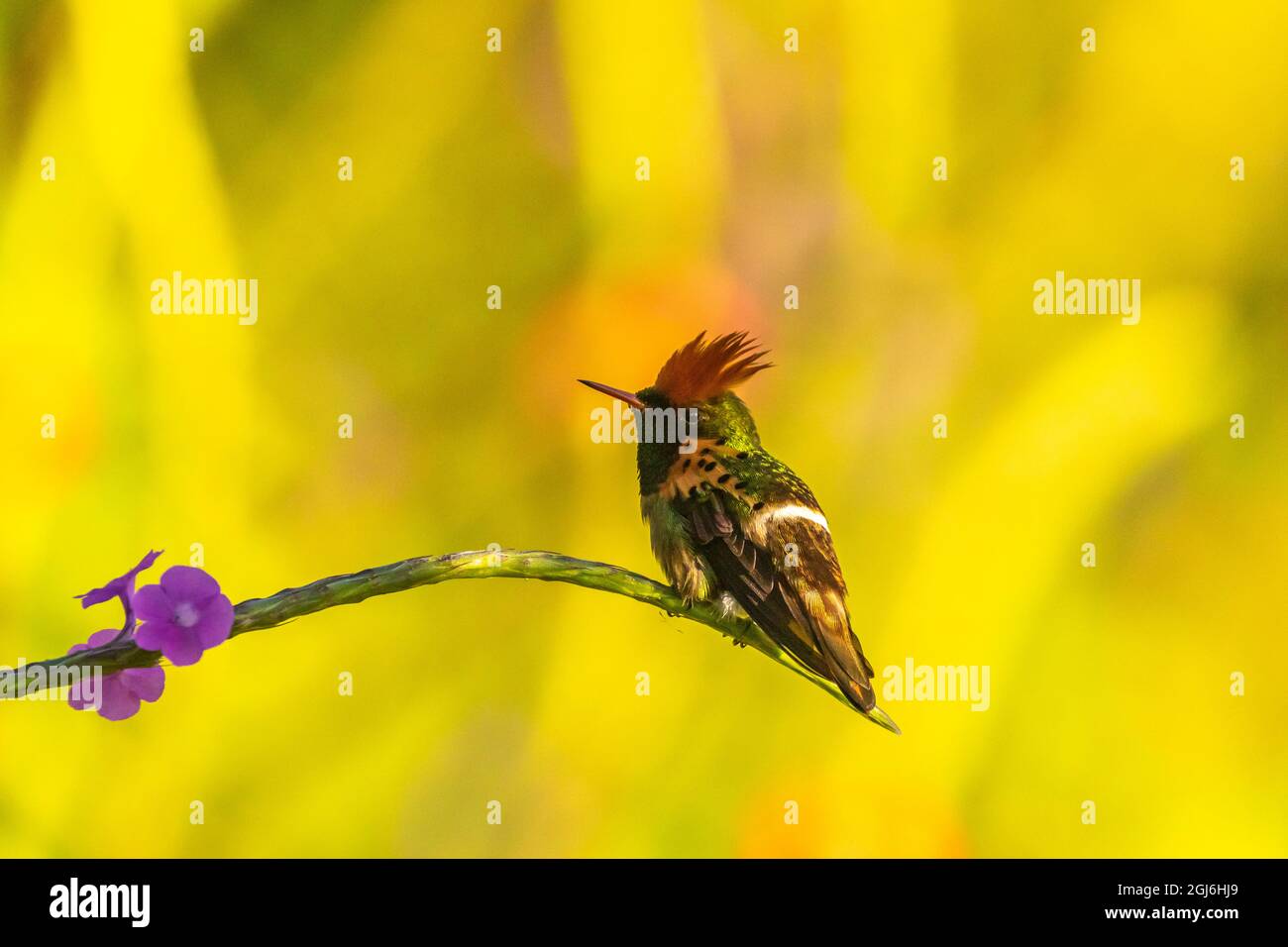 Caribbean, Trinidad, Asa Wright Nature Center. Male tufted coquette ...