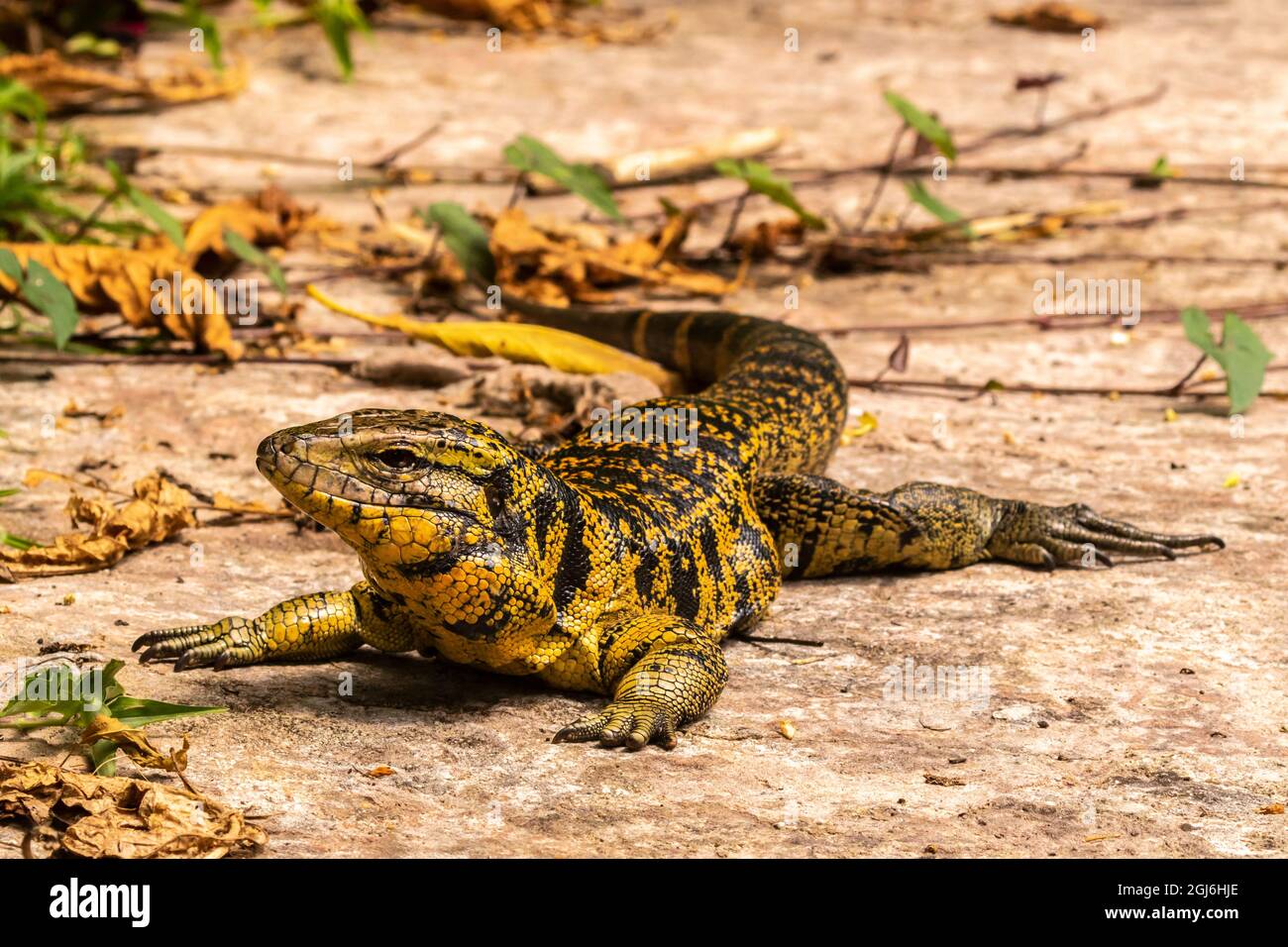 Caribbean, Trinidad, Asa Wright Nature Center. Tegu lizard close-up ...