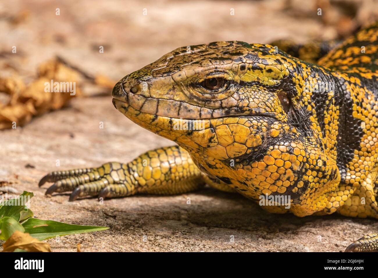Caribbean, Trinidad, Asa Wright Nature Center. Tegu lizard close-up ...
