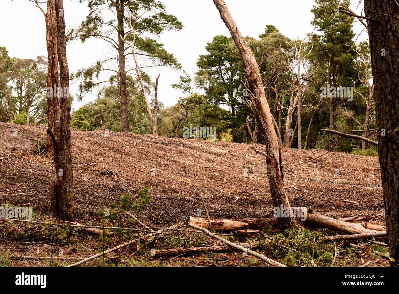Where have all the trees gone ? Land cleared for housing Stock Photo ...