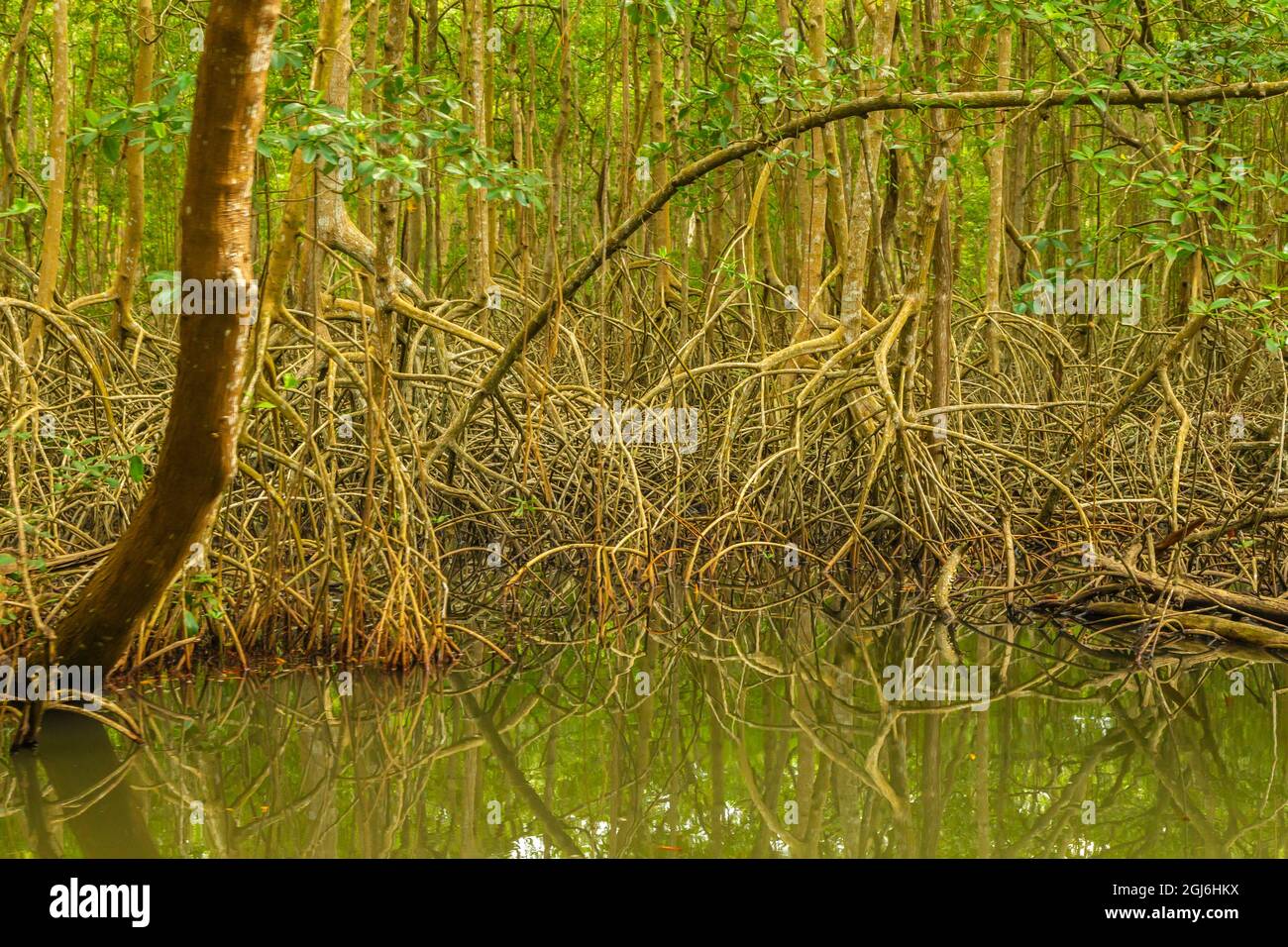 Caroni trinidad hi-res stock photography and images - Alamy