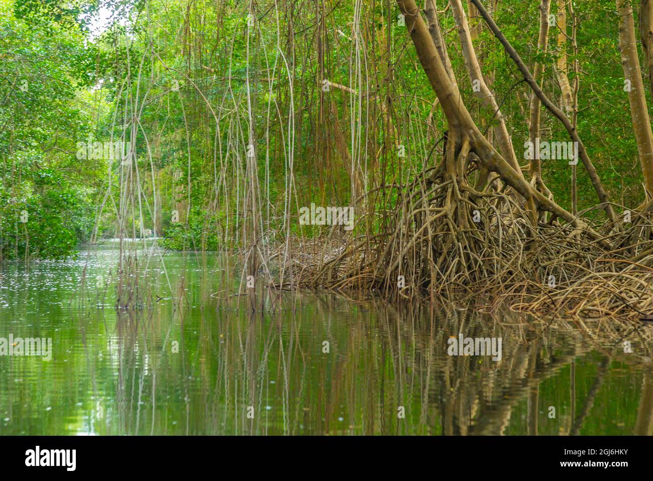 Caribbean, Trinidad. Caroni Swamp scenic. Credit as: Cathy and Gordon ...