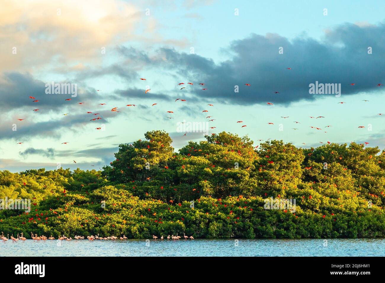 Caribbean, Trinidad, Caroni Swamp. Scarlet ibis birds in flight and ...