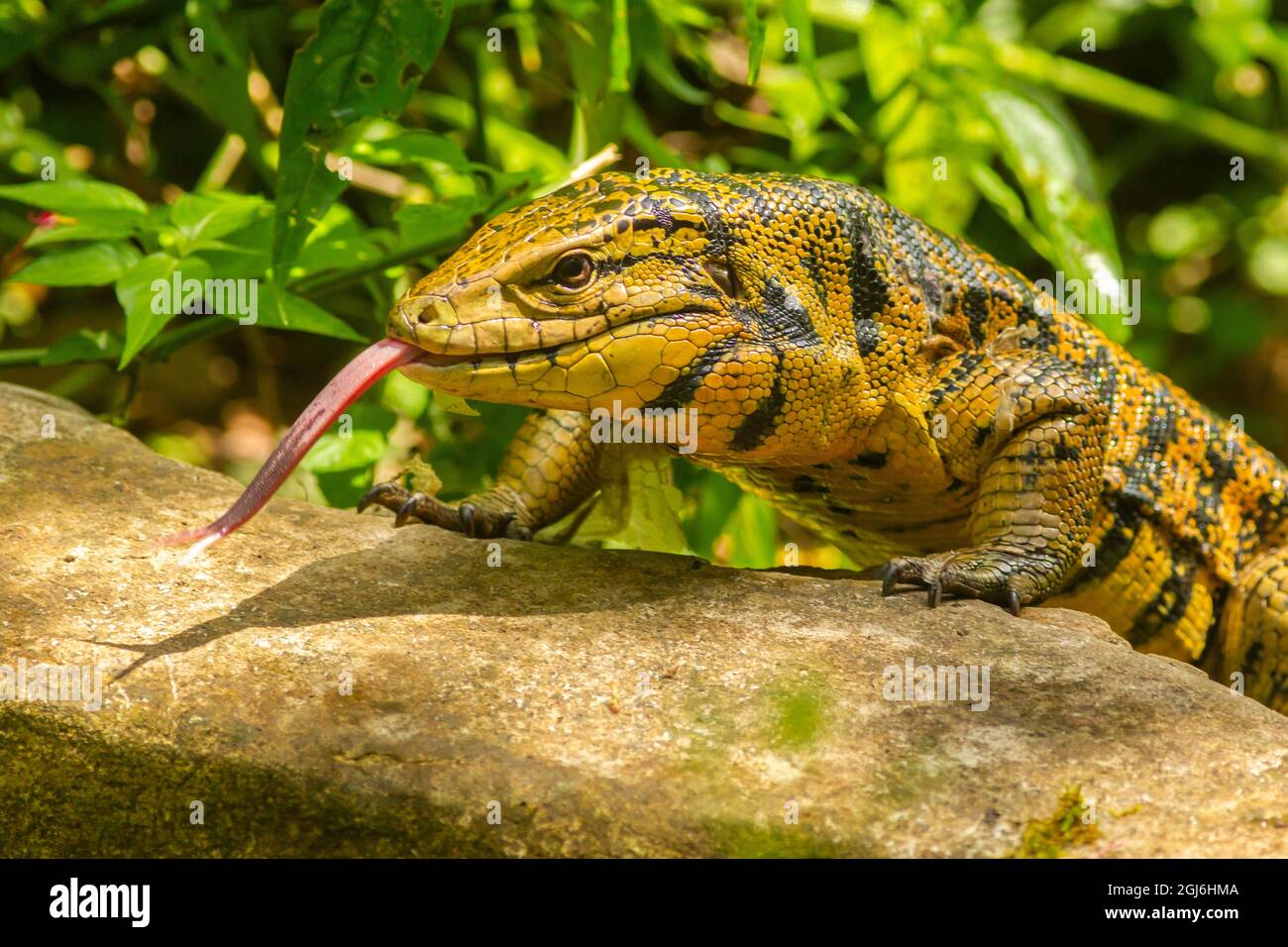 Caribbean, Trinidad, Asa Wright Nature Center. Tegu lizard close-up ...