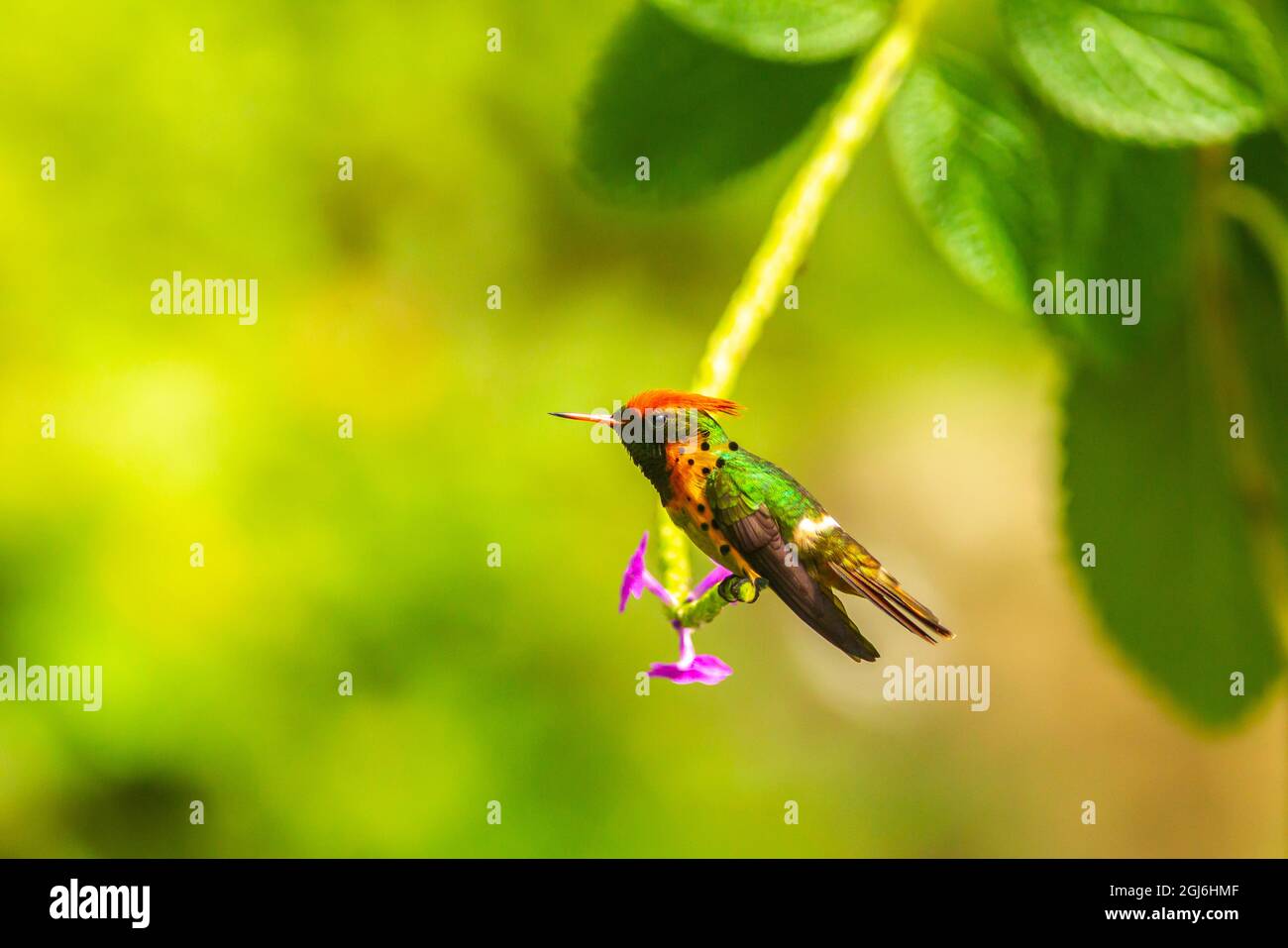 Tufted coquette hummingbird hi-res stock photography and images - Alamy