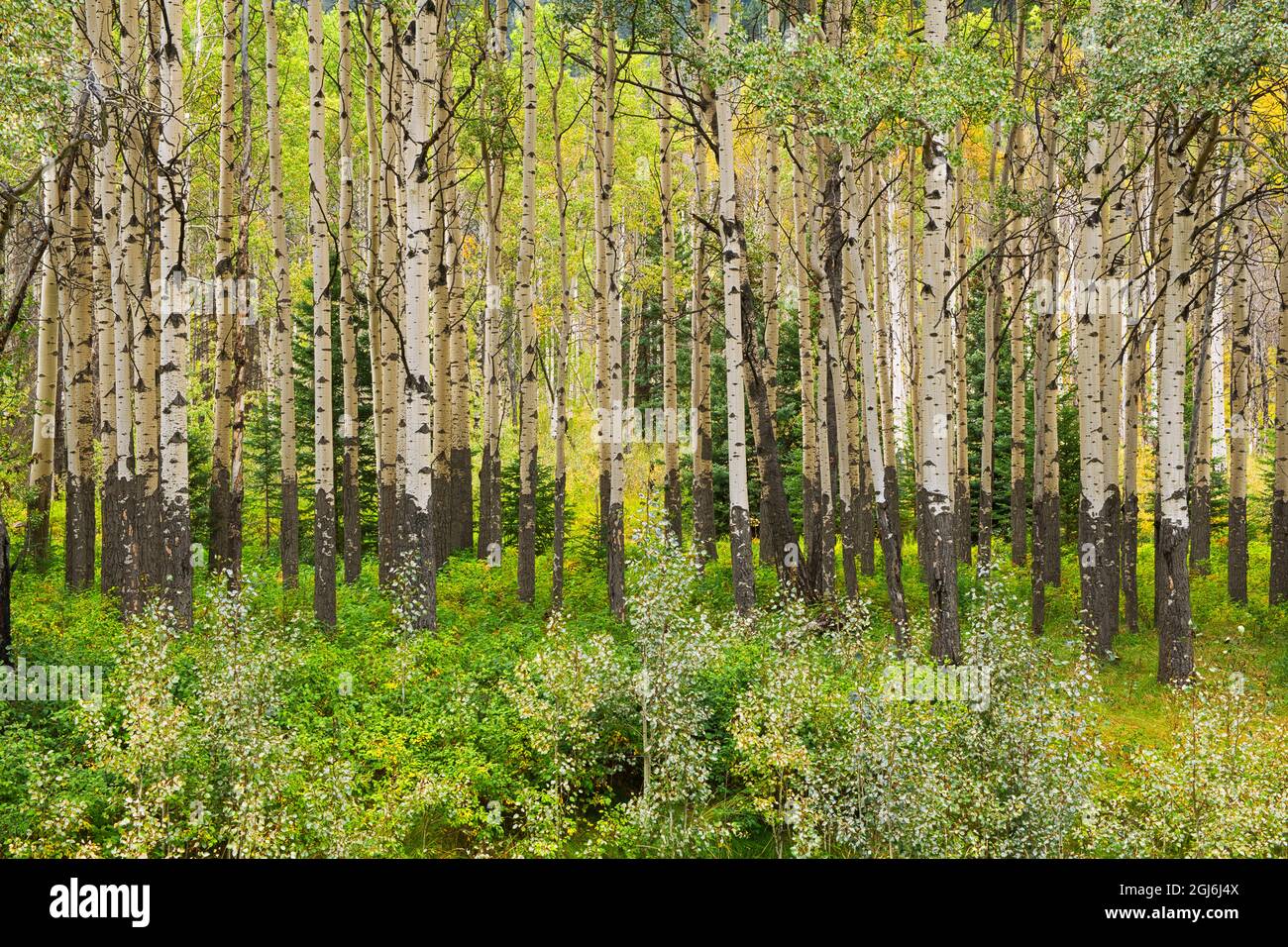 Canada, Alberta, Banff National Park. Trembling aspen tree forest ...