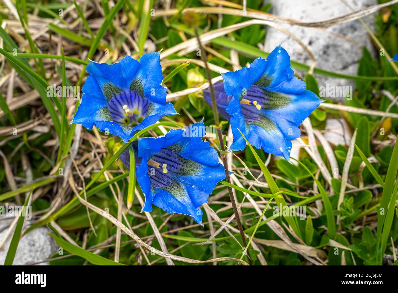 Gentianella or Koch Gentian, Gentiana acaulis L., is a plant belonging ...