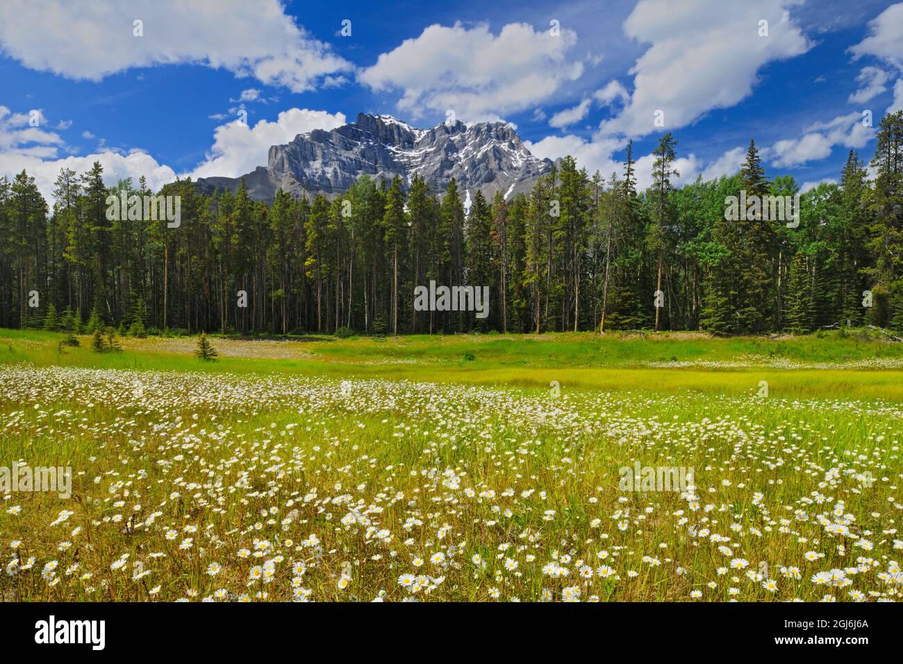 Canada, Alberta, Banff National Park. Landscape with field of common ...